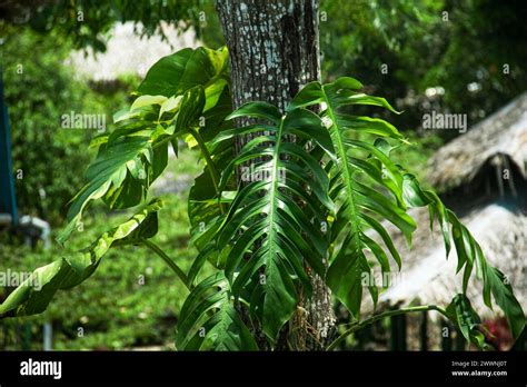Tree Huts Made Of Wood And Traditional Roofs Are Located Next To Lush Trees Stock Photo Alamy