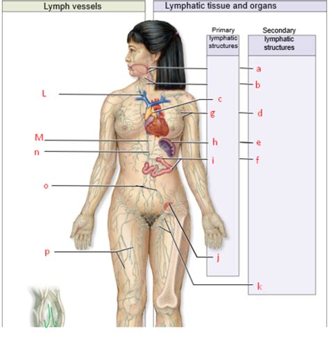 Bio 169 Practical 1 Flashcards Quizlet