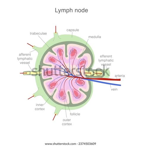 Anatomy Lymph Node Simplified Scheme Showing Stock Vector Royalty Free 2374503609 Shutterstock