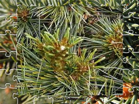 Виды хвойных деревьев Online Presentation