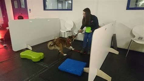 Dog Train Visual Barrier Job Bidder