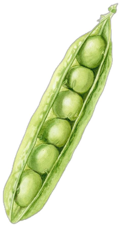 Sugar Snap Peas Pea Pod Drawing White Background Snap Peas Drawing