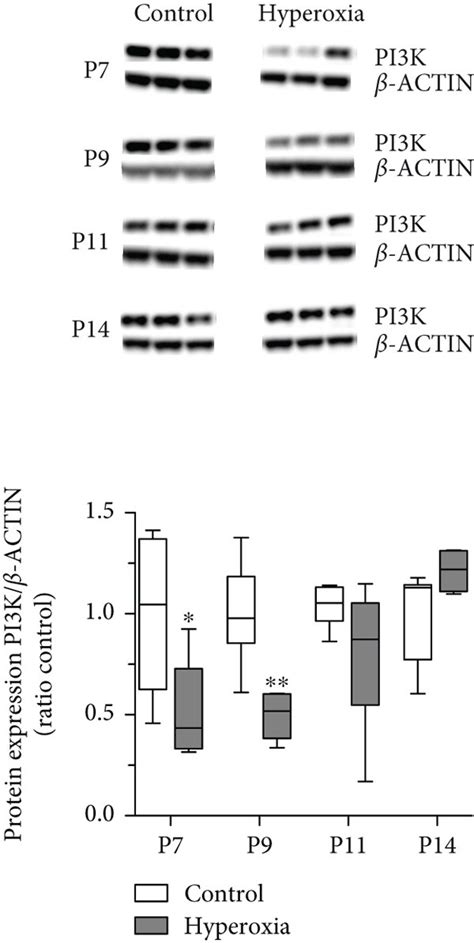 Phosphoinositide 3 Kinase Signaling In Cortical Brain Samples After Download Scientific Diagram