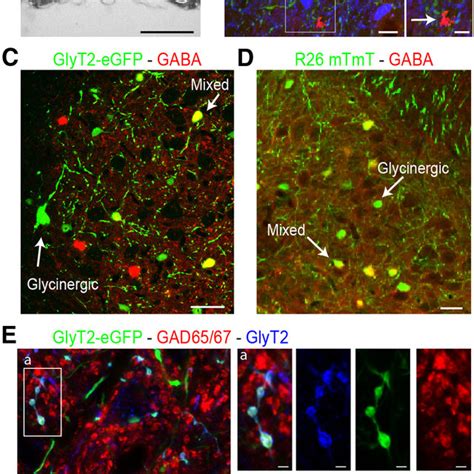 Method For Colocalization Quantification In Confocal Z Stacks A To