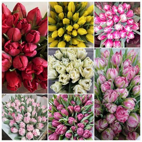 🌸 Саджанці унікальної магнолії Дженні Саджанці вже готові до висадки Непримхливий у догляді