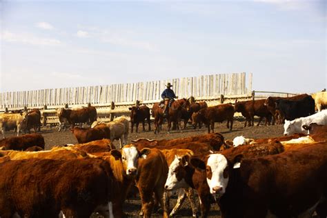 Understanding Cattle Markets Canadian Cattlemen