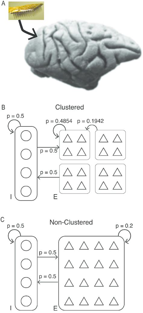 Neural Populations And Network Models A Neural Activity Was Recorded