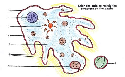 7th Protozoans Protists 7th Ls Paramecium Diagram Practice Science Ch 7 Protist 7th
