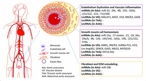 Non Coding Rnas Involved In Vascular Disease And Aortic Aneurysms Download Scientific Diagram
