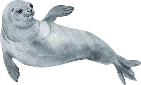 Watercolor Hawaiian Monk Seal Wall Decal Ocean Sea Life Removable