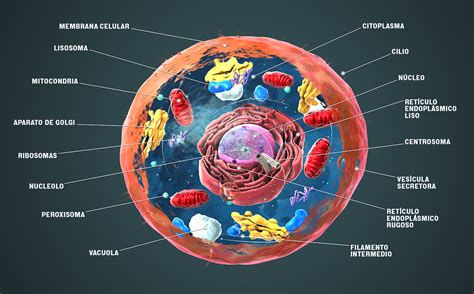 Diagrama De La Estructura De La Célula Eucariota