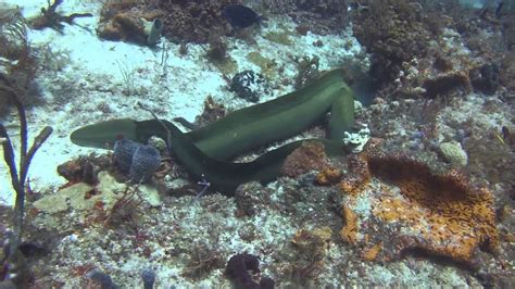 Moray Eel Buoyancy System At Keith Herrera Blog