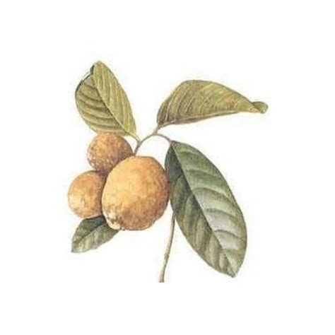 Chaulmoogra Seed Oil At ₹ 1300kg Essential Oil In Kochi Id 6482780591