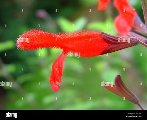 Salvia Large Red In Garden Herbaceous Perennial Border Stock Photo Alamy