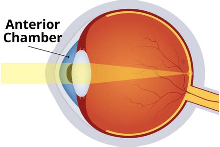 Eye Anatomy Structure Function And Parts Of The Human Eye