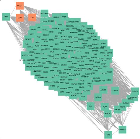 Co Expression Network Of Lncrnas With Associated Mrnas Qpcr Validated
