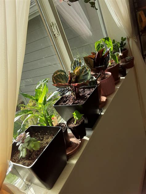 The Girls And I Are Both Enjoying A Rare Sunny Day In March Here In