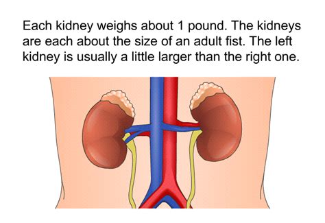 Catheter Access For Peritoneal Dialysis