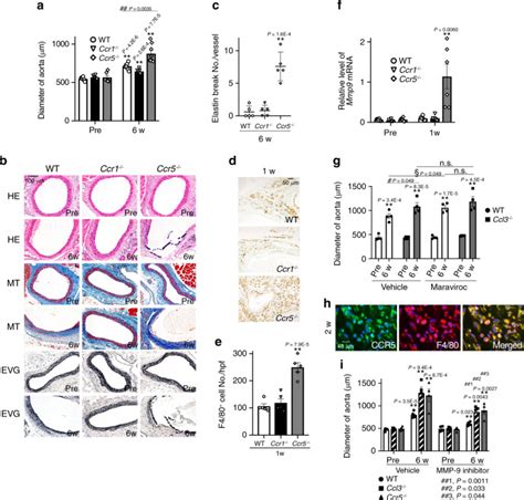 Prevention Of Cacl2 Induced Aortic Inflammation And Subsequent Aneurysm Formation By The Ccl3