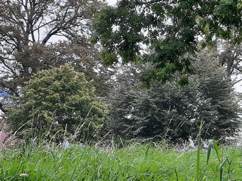 Cassandra Eustace Drawing Creativity