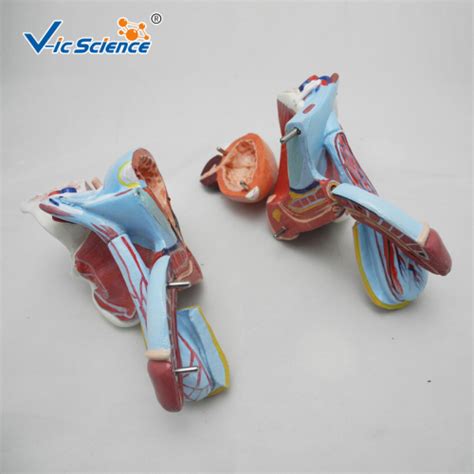 남성 생식기 모델 비뇨기 시스템 해부학 모델 의 고품질 남성 생식기 모델 비뇨기 시스템 해부학 모델