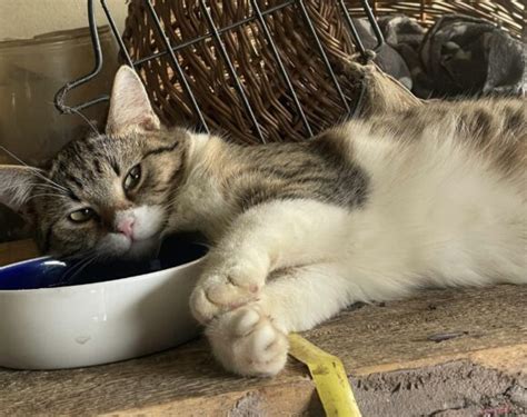 Stizzi Ein Herz Für Streuner