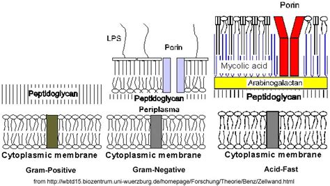 Bacterial Envelope Comparisons