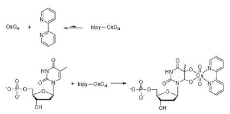 Reaction Of Osmium Tetroxide With 2 2 Bipyridine Forms A Reactive Download Scientific Diagram