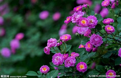 紫色蔷薇摄影图 自然风景 自然景观 摄影图库 昵图网
