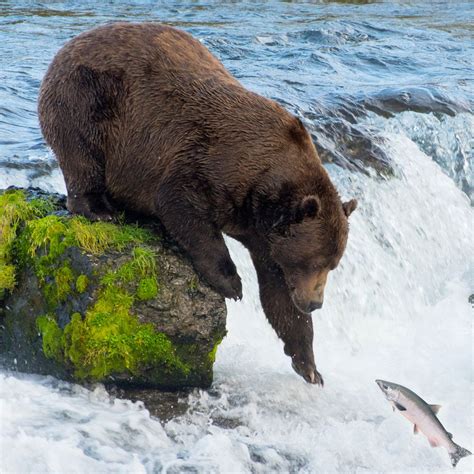 Низкое потребление рыбы в России подорожание сладостей и поставки ламятины из Боливии