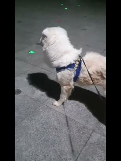 다솜 유기견입양 진도믹스견 영원한가족 사랑해 Youtube