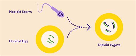 Embryology The Mcat Webinar