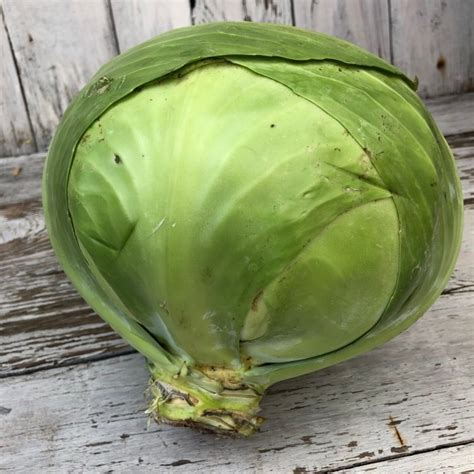 Een Kool Van 3 7 Kg… Hoe Krijg Je Dat Voor Elkaar Volkstuin Surhuisterveen