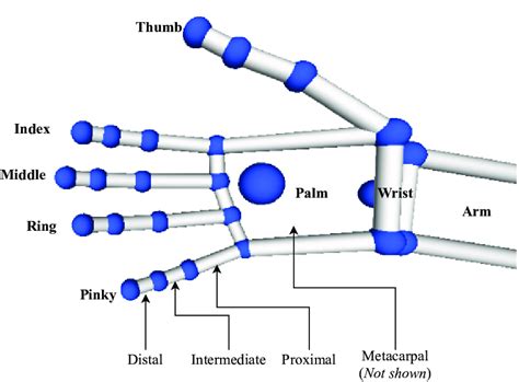 Labelled Diagram Of The Bone Data Detected By The Leap Motion Sensor Download Scientific