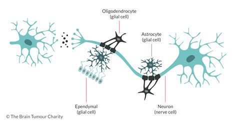 Glioblastoma Tumor Prognosis