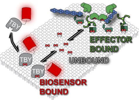Lipid Biosensors And Pools Of Pm Lipid Functional Membrane Lipids Such Download Scientific