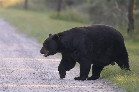 First Fatal Bear Attack In Floridas Recorded History Leaves Man And