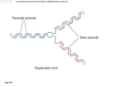 Ppt Figure 17 01 Semiconservative Versus Conservative Dna Replication Powerpoint Presentation