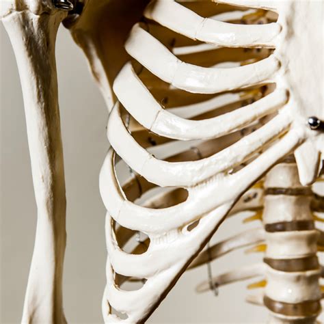 Understanding Slipped Rib Causes Symptoms Treatment And How Osteopathy Can Help Thrive