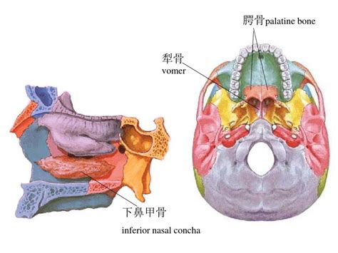 颅骨及眼眶骨性解剖word文档在线阅读与下载无忧文档