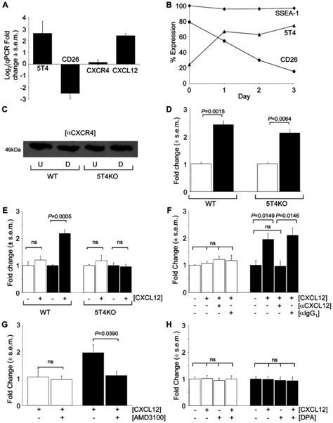 A Triplicate Quantitative Rt Pcr Of Wt Es Cells After 3 Days