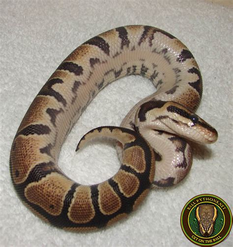 The Shedding Process