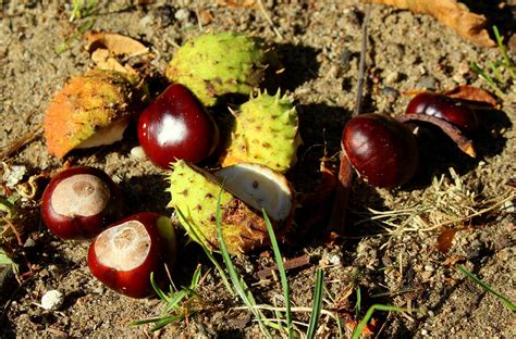 Are Conkers Common In The Uk Ultimate Guide To Conkers — Peckham