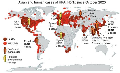 Bird Flu Human Cases And The Risk To Australia Pursuit By The University Of Melbourne