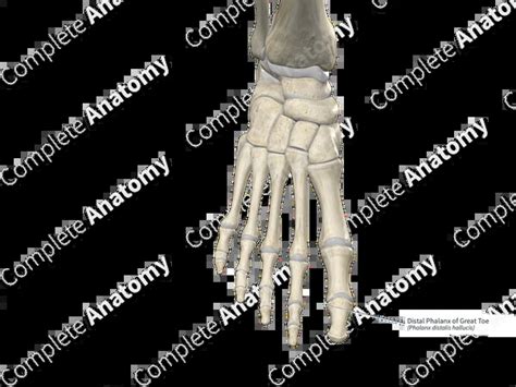 Distal Phalanx Of Great Toe Complete Anatomy