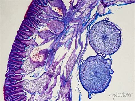 Ascaris Megalocephala Cross Section Under The Microscope Showing
