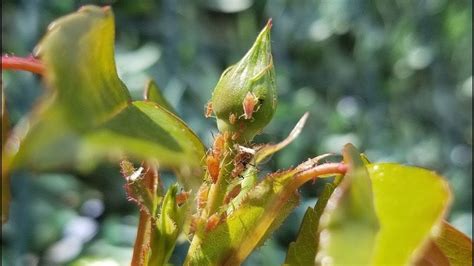 ორქიდეომანია ინსექციდები და აკარიციდები მწერებთან და ტკიპებთან