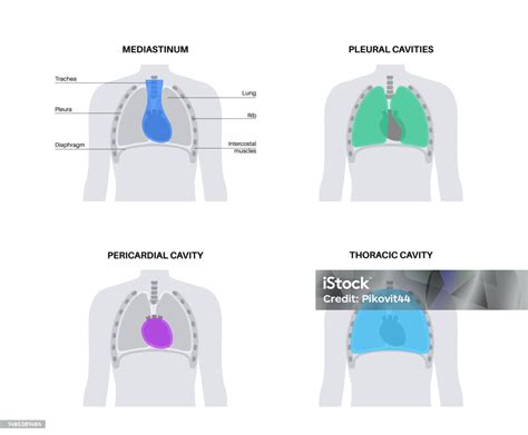 Thoracic Cavity Poster Stock Illustration Download Image Now Anatomy Biology Chest Torso