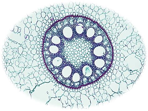 Monocot Root Diagram Quizlet