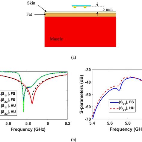 A The Simulated Human Tissue Model B The Simulated S‐parameters In Download Scientific